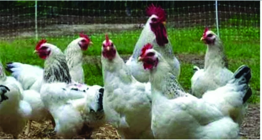 GLDA to expand poultry production in hinterland areas - Guyana Times