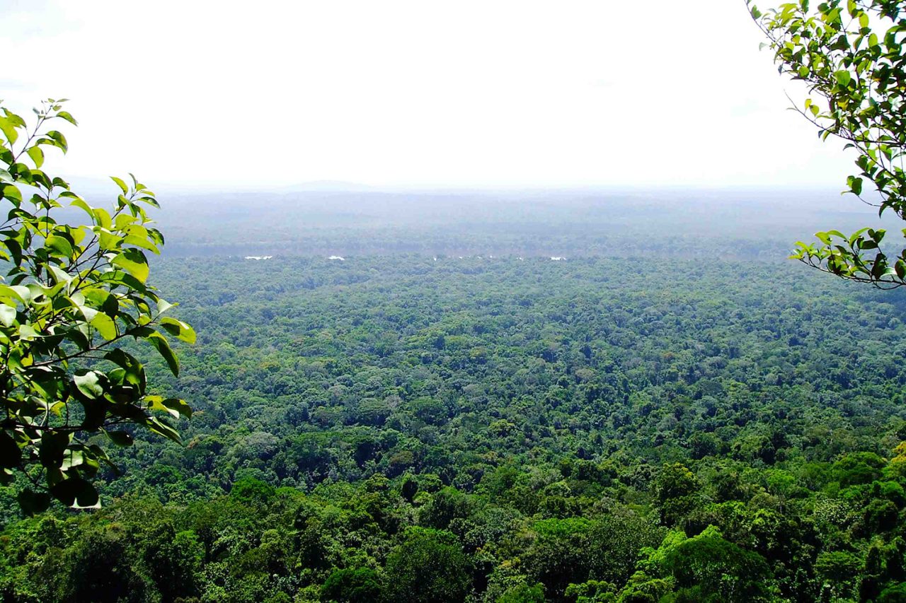 Govt exploring options for former Barama concessions - Guyana Times