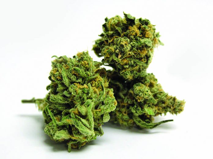 2 busted with 29kg ganja - Guyana Times