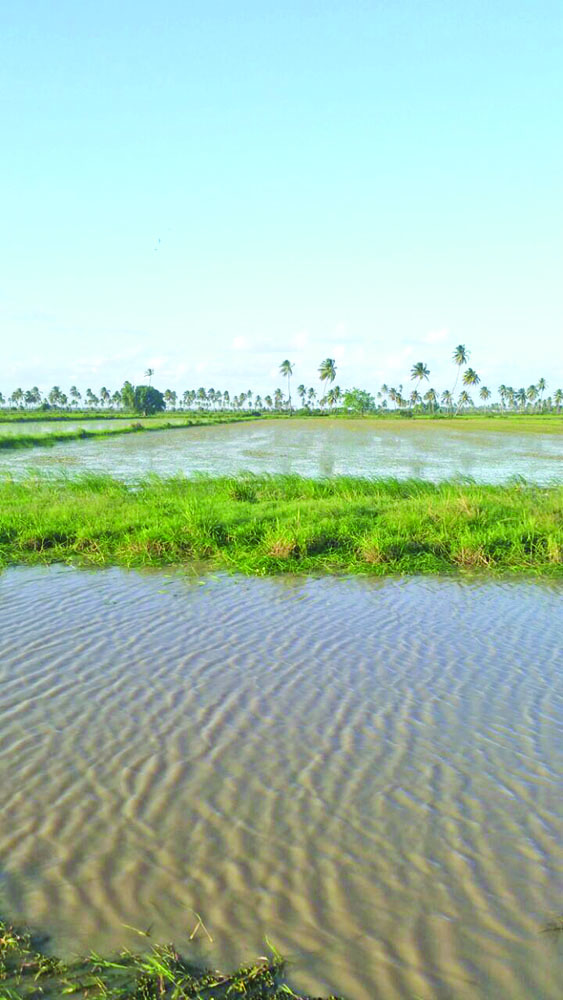 Hundreds of acres of rice damaged - Guyana Times