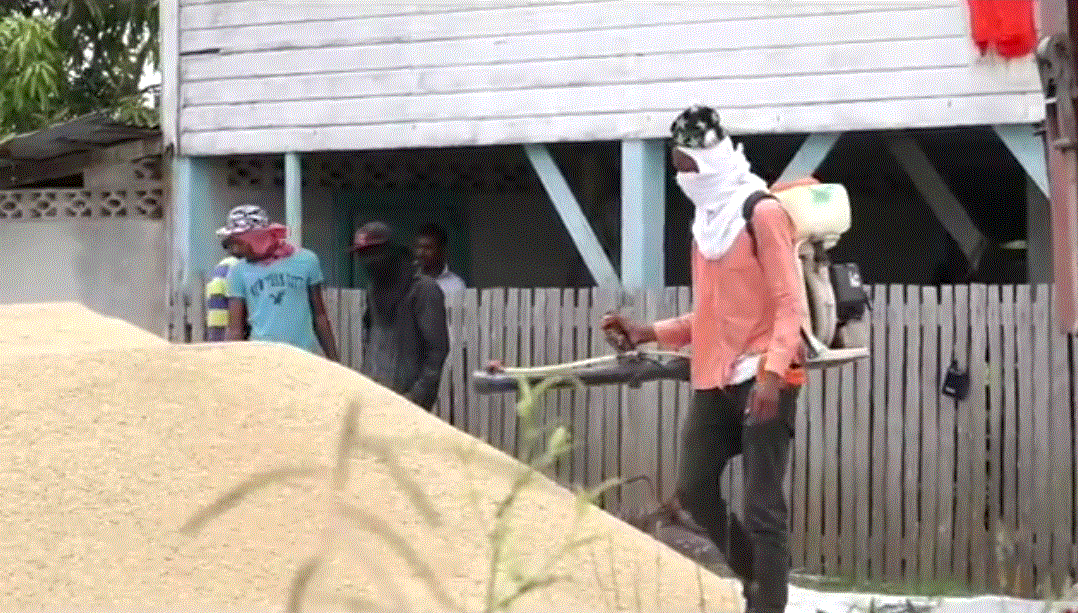 Mahaica farmers decry losses, lack of concern from Govt - Guyana Times