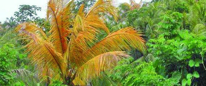Wakenaam farmers still battling red palm mite - Guyana Times