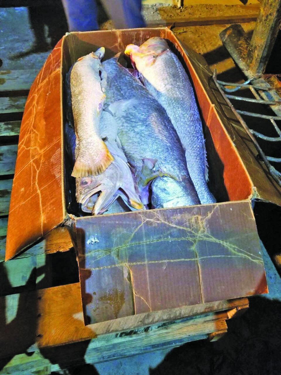 Cocaine in fish shipper for court today - Guyana Times