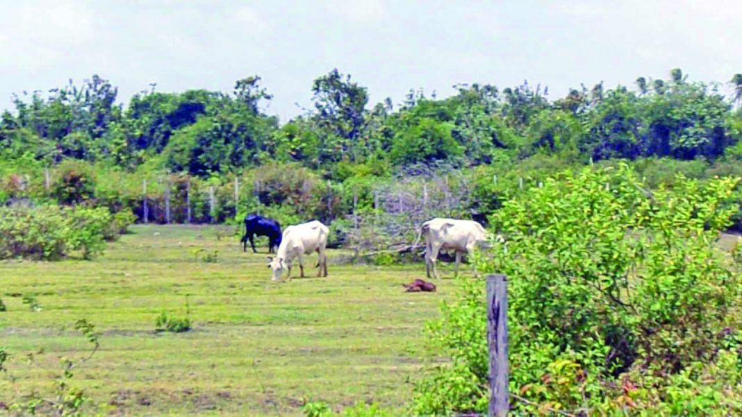 Small rice farmers seeking help as cows feast on crop - Guyana Times