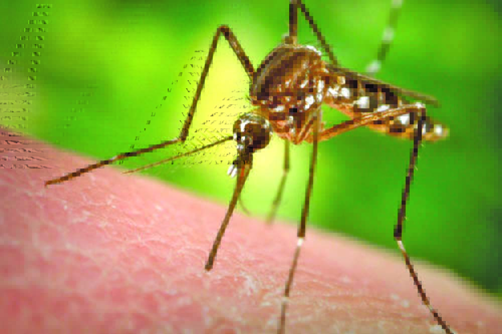 Zika virus contraction risk lowered – CARPHA - Guyana Times