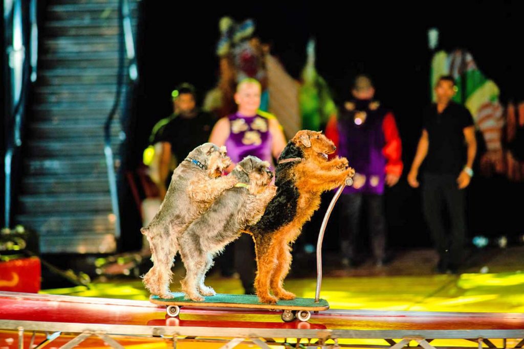 Suarez Brothers Circus ready to impress Guyanese - Guyana Times