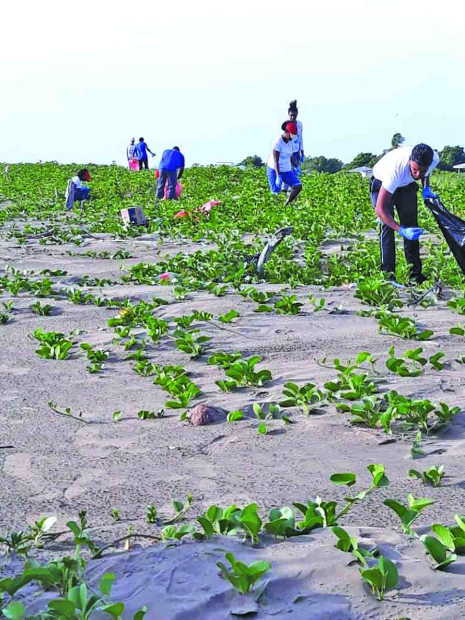 CYEN hosts clean-up campaign at No 63 Beach - Guyana Times