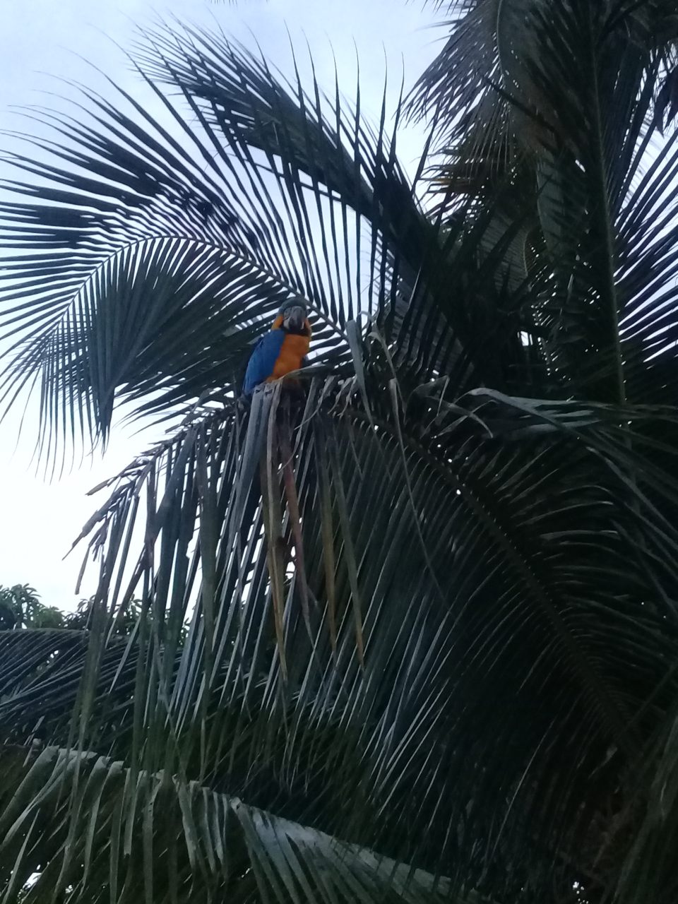 The State of the Environment: Biodiversity - Guyana Times