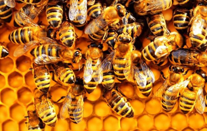 CELEBRATING THE GREATEST OF ALL POLLINATORS - BEES - Guyana Times