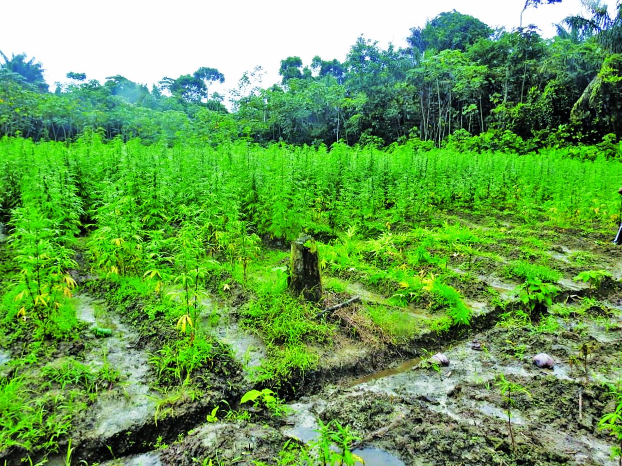 Police destroy 25,000 ganja plants in Berbice River - Guyana Times