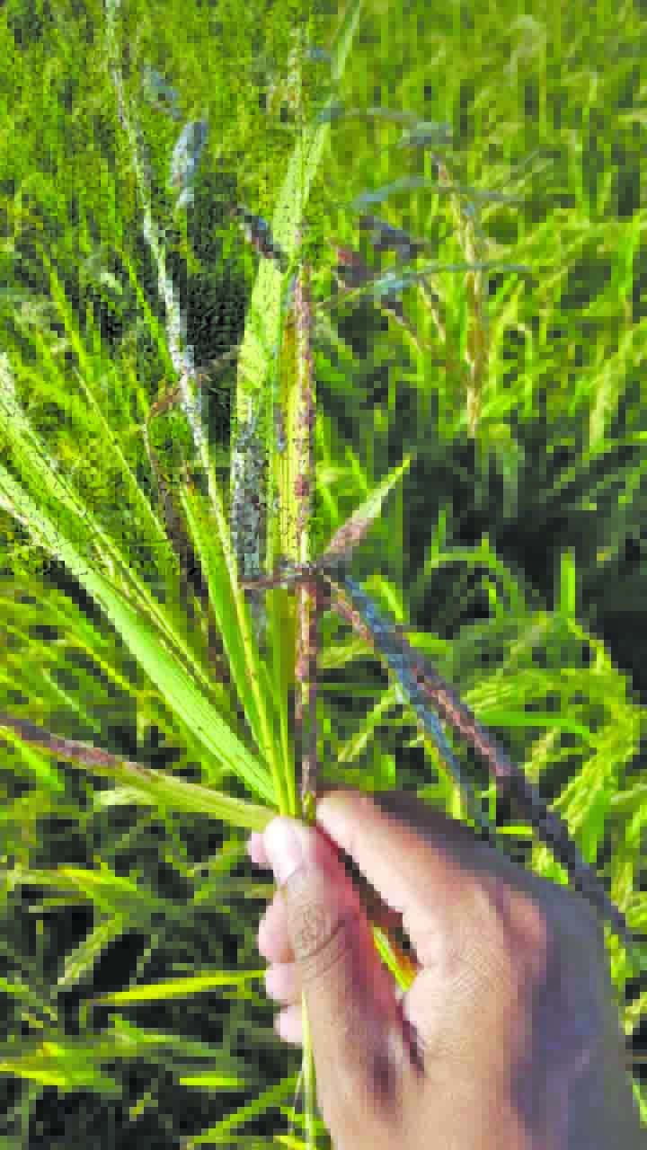 GRDB receives int’l help to fight paddy bug infestation - Guyana Times