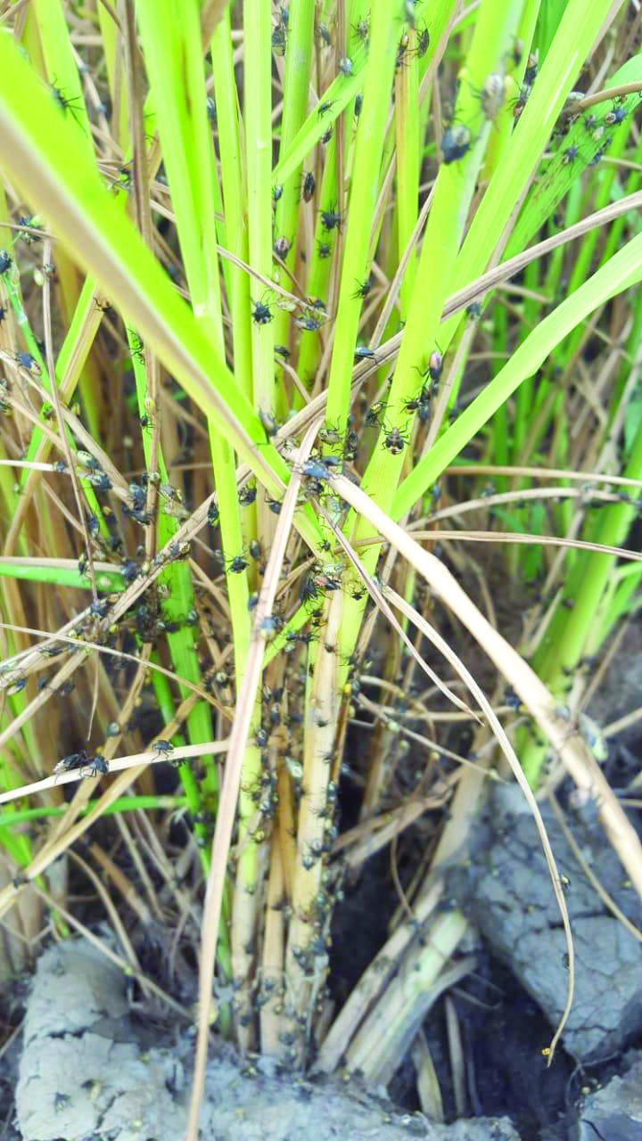 Region 6 could lose $600M to paddy bugs – RPA - Guyana Times