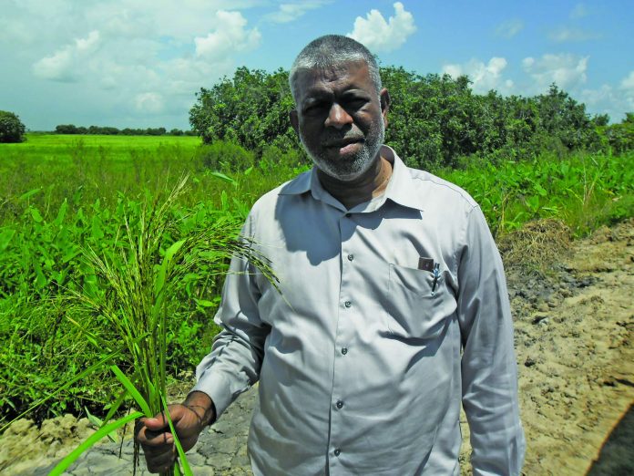 Poor water management by MMA producing more wild rice - Guyana Times