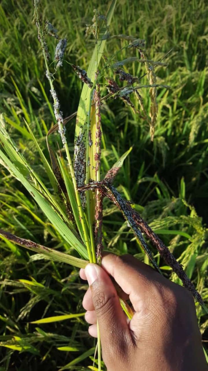 GRDB unable to bring paddy bug infestation under control – farmers ...