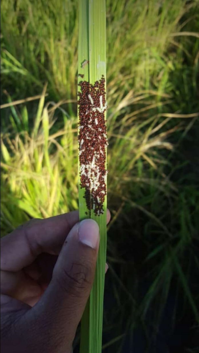 GRDB unable to bring paddy bug infestation under control – farmers ...