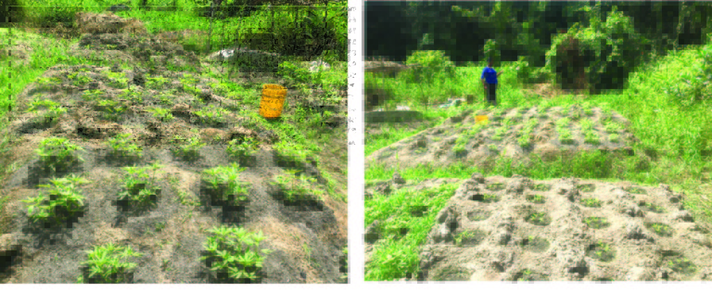 Police unearth, destroy small ganja field on WCD - Guyana Times