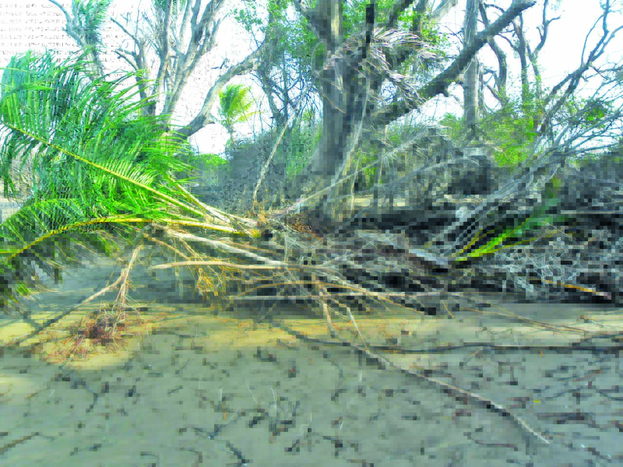 Erosion at No 63 Beach threatens residents - Guyana Times