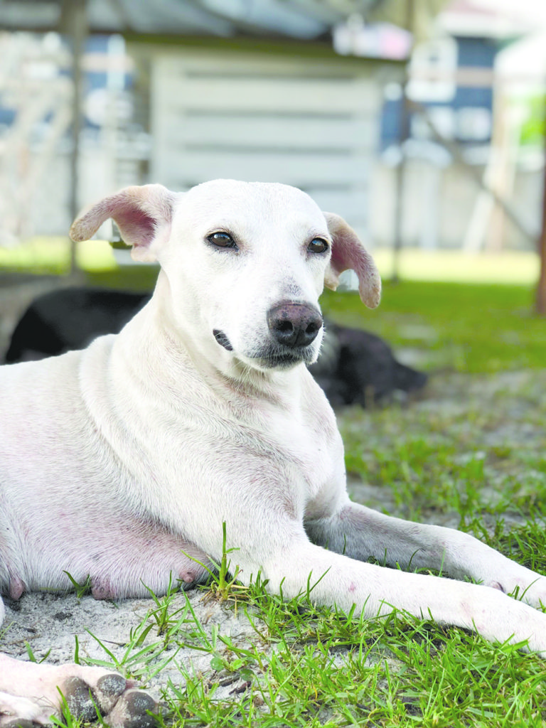 Pet Care: Cookup & the common breed dog - Guyana Times