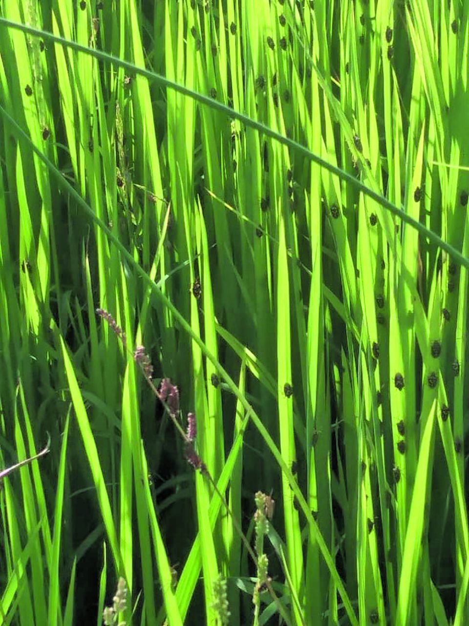 Berbice rice farmers still battling paddy bug infestation - Guyana Times