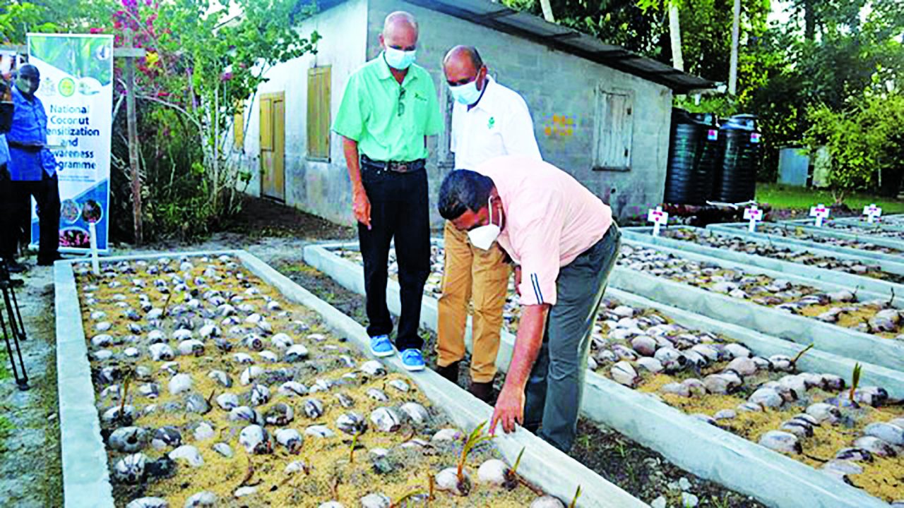 $1.1M coconut nursery commissioned - Guyana Times