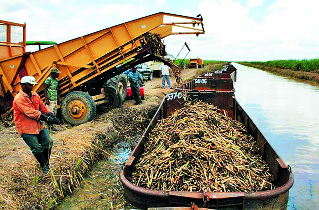GuySuCo commits to rehiring 5000 workers as sugar estates reopen ...