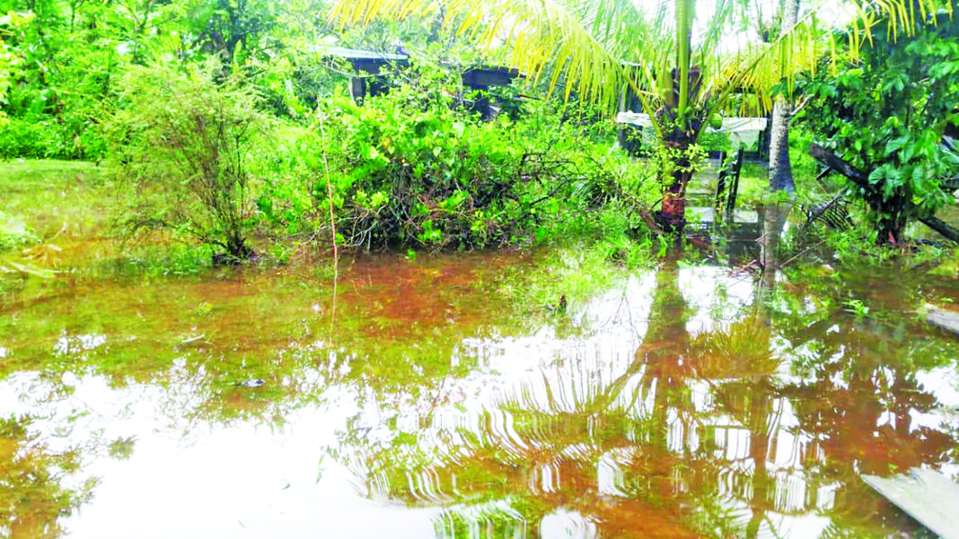 High tide, heavy rainfall flood Pomeroon farmlands - Guyana Times