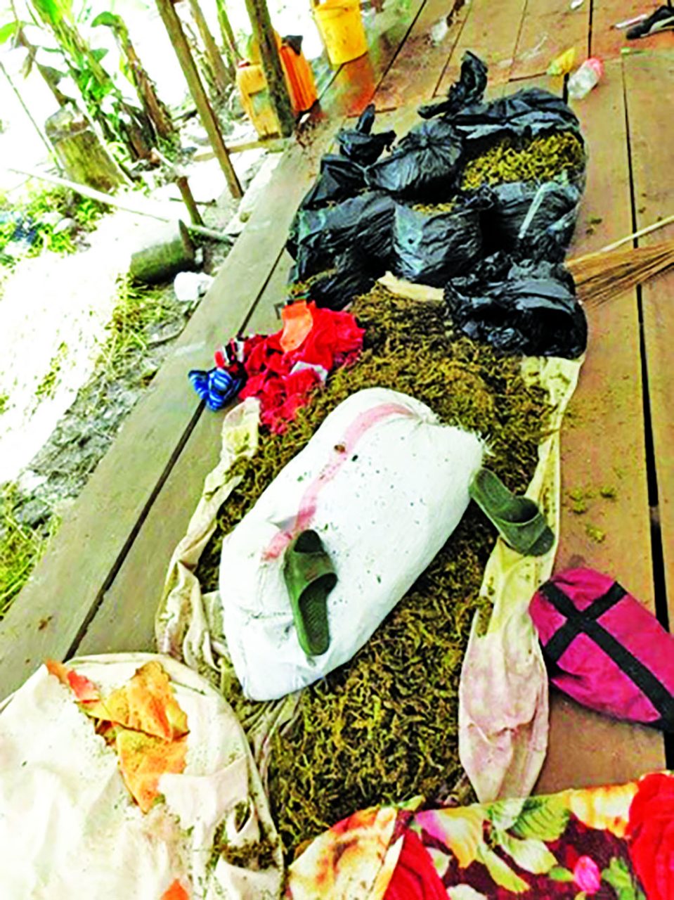 Over $600M in ganja, guns and ammo found during Ebini raid - Guyana Times