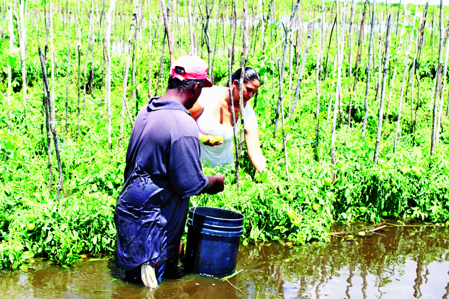 “This flood take everything from us, everything” – Abary River farmer ...