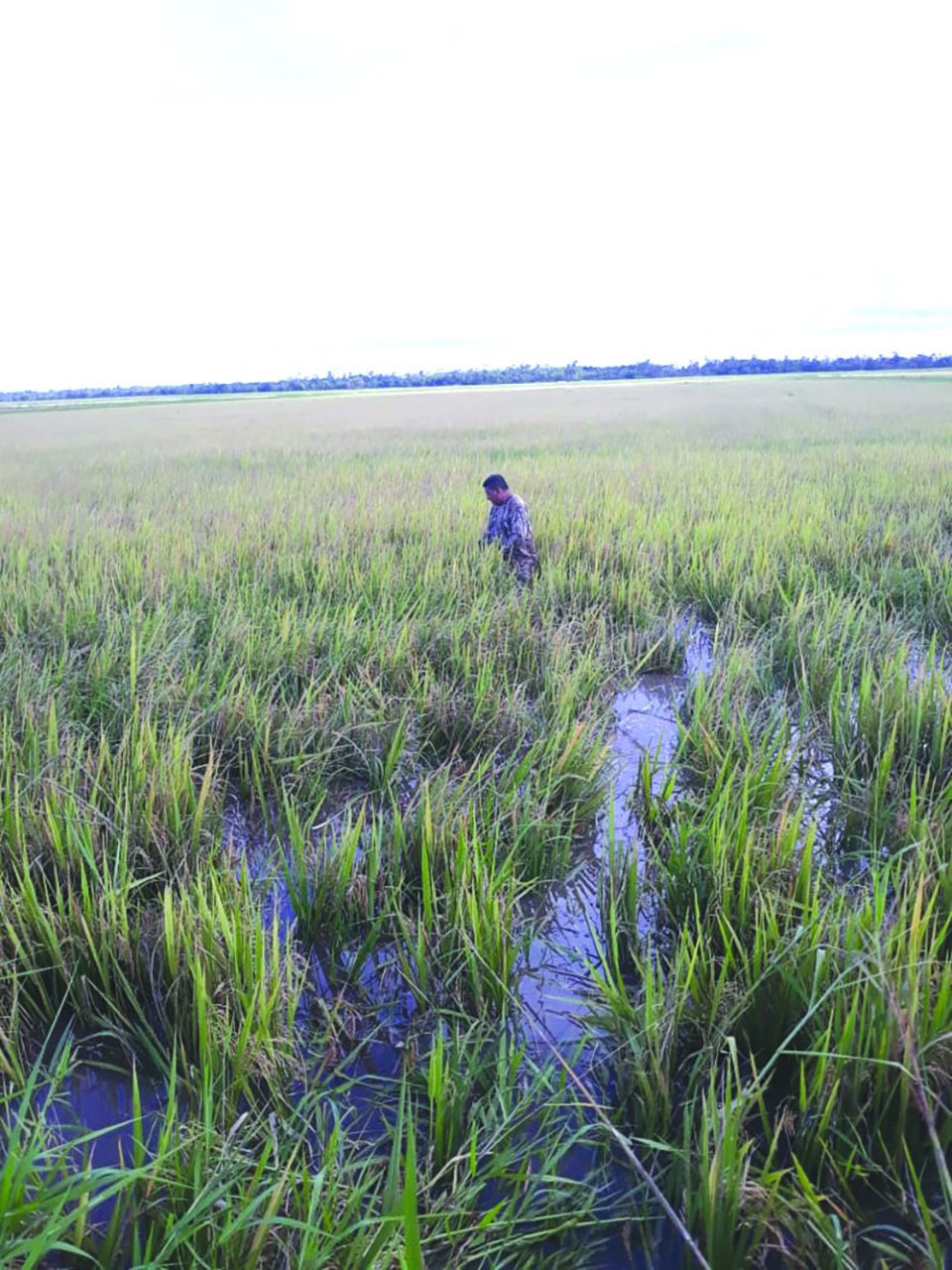 Brothers lose 220 acres of harvest-ready rice to devastating floods ...