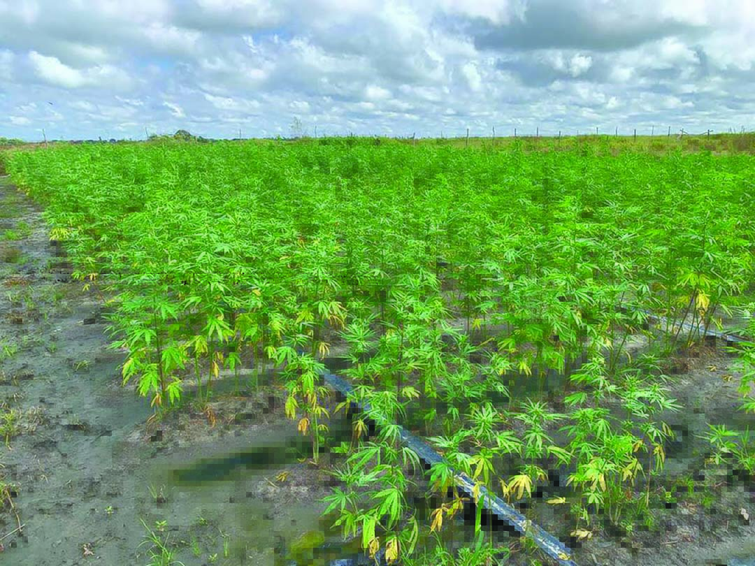 Ganja, gun, ammo found during Police operation along Berbice River ...