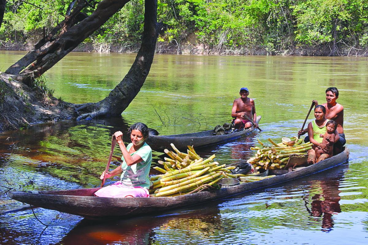 The Indigenous and Nature: An enduring organic relationship - Guyana Times