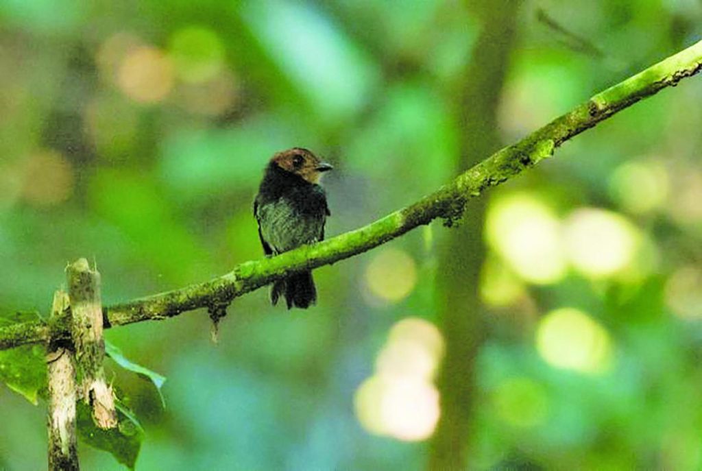New species of birds recorded in Guyana - Guyana Times
