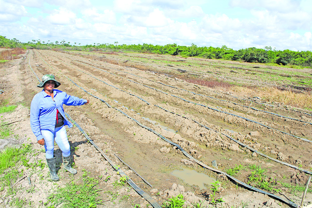 Abary River farmers display resilience after floods - Guyana Times
