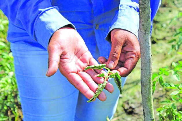 Abary River farmers display resilience after floods - Guyana Times