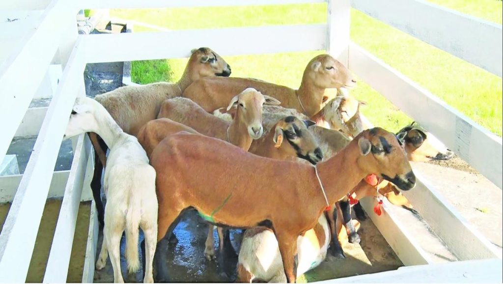 GLDA relaunches AI in small ruminants programme - Guyana Times