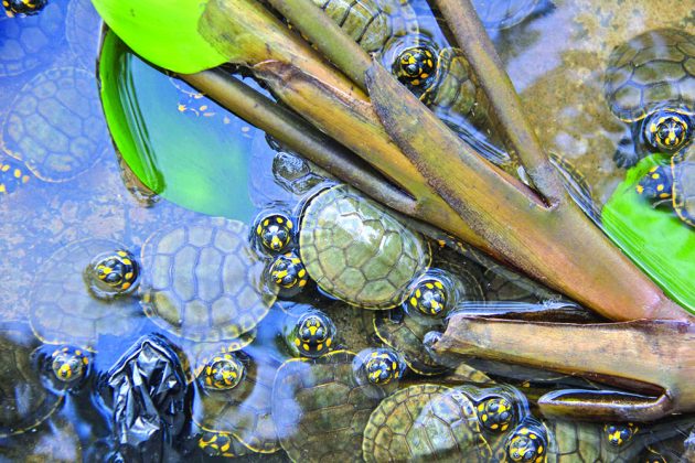 Saving the turtles at Yupukari - Guyana Times