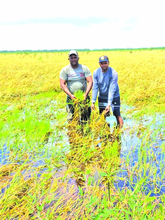 280 acres of rice destroyed by recent flooding along Corentyne Coast ...