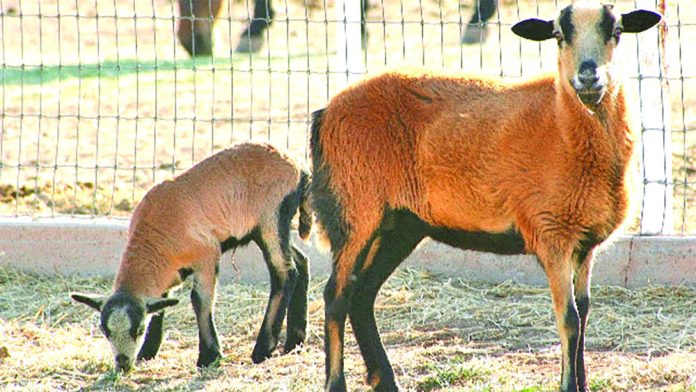 Arrival of 1000 black belly sheep from Barbados expected within 2 ...