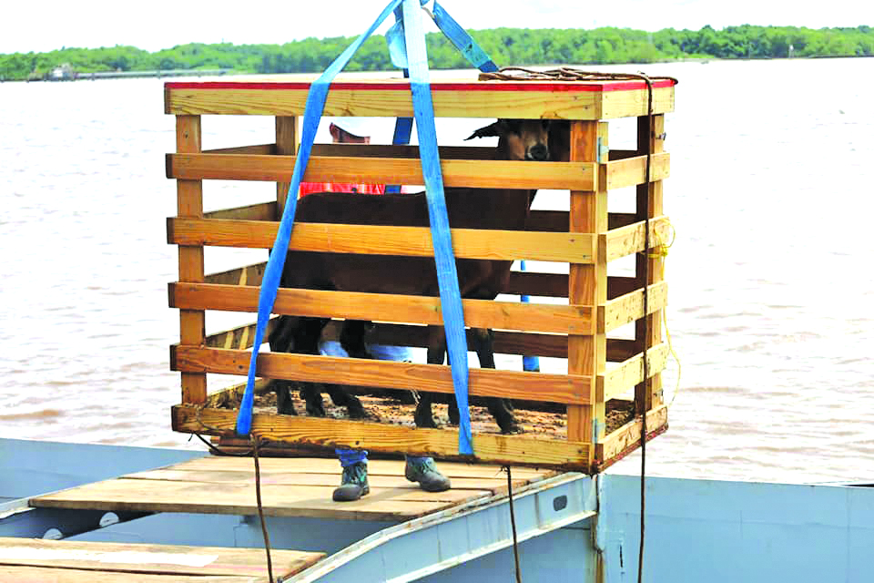 Guyana receives 1st batch of black belly sheep from Barbados - Guyana Times