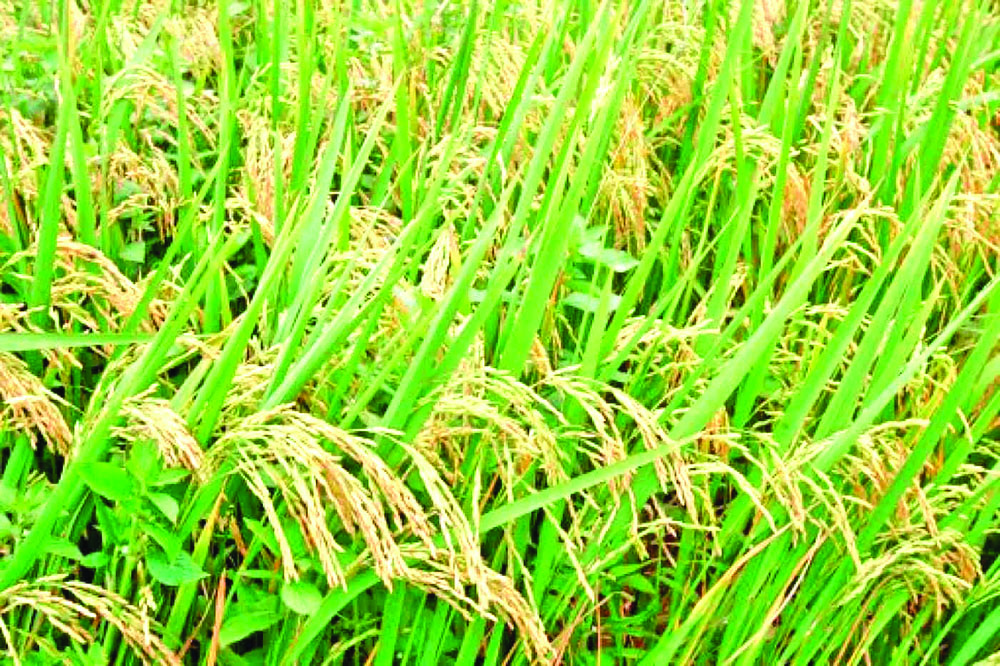 Govt aiming to ramp up rice production to 870,000 tonnes - Guyana Times