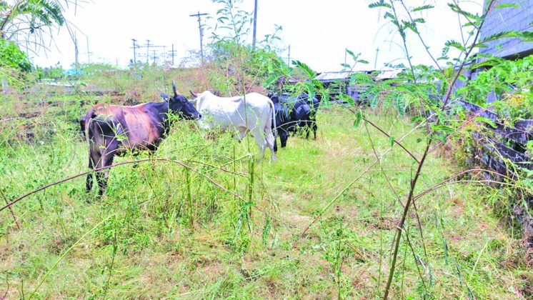 ‘Stray catchers’ impound cattle despite revocation of licences by Home ...