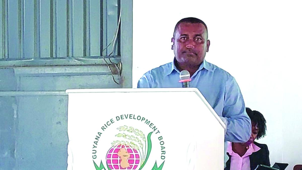 Rice has potential to produce 50% more profits for farmers - Guyana Times
