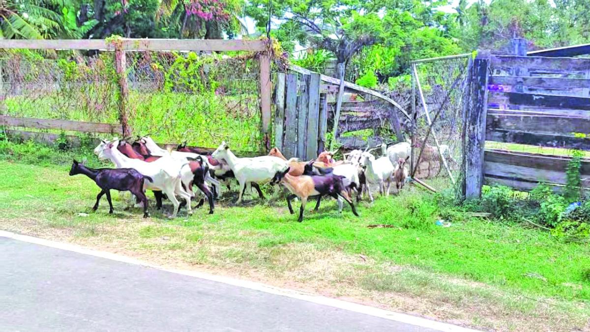 Agriculture, Local Govt Ministries to collaborate on establishment of ...