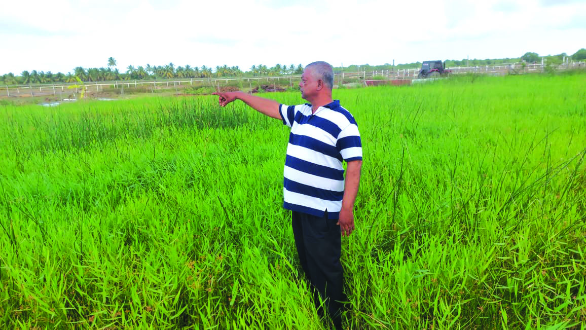 Local mutton producer eagerly awaiting arrival of more Black Belly ...