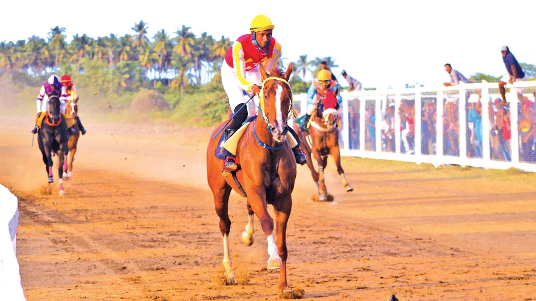 Jumbo Jet's Looking to Heaven wins feature event at Port Mourant Turf ...