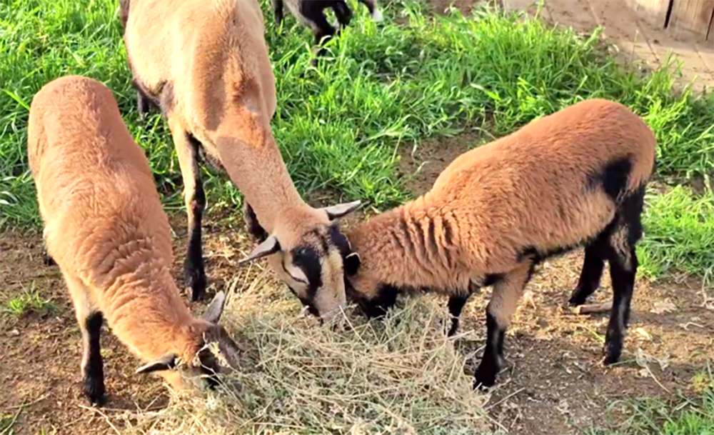Remaining black belly sheep from Barbados expected in 2 weeks - Guyana ...