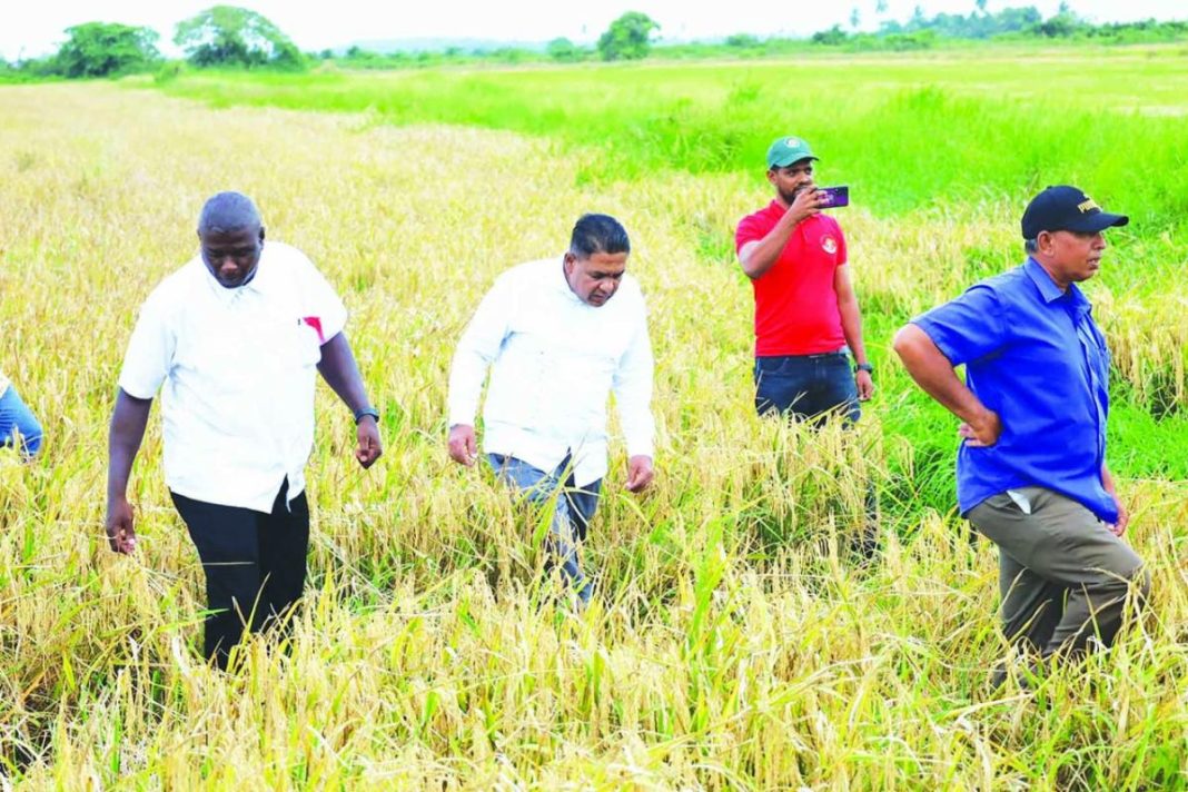 Govt assists affected WCD farmers to harvest rice crops - Guyana Times
