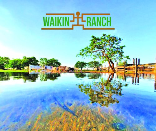 Waikin Ranch: Home to 400 bird species - Guyana Times