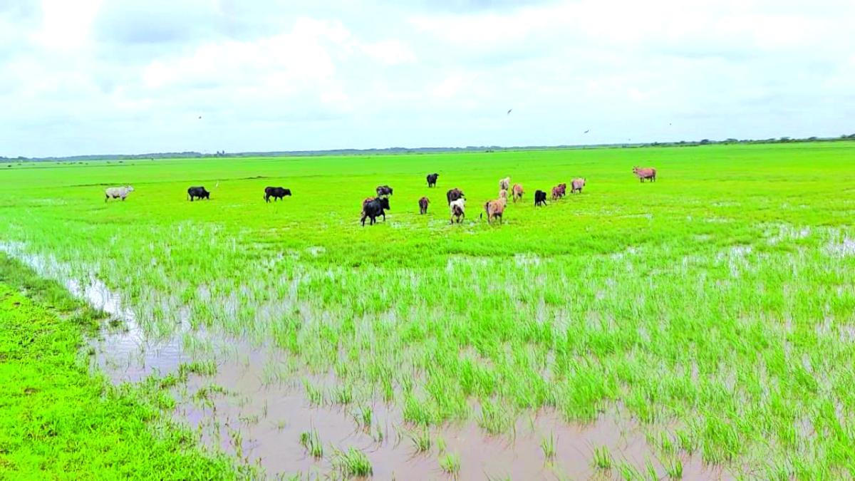 Scores of cattle feasting on farmer’s crop; 250 acres eaten already ...
