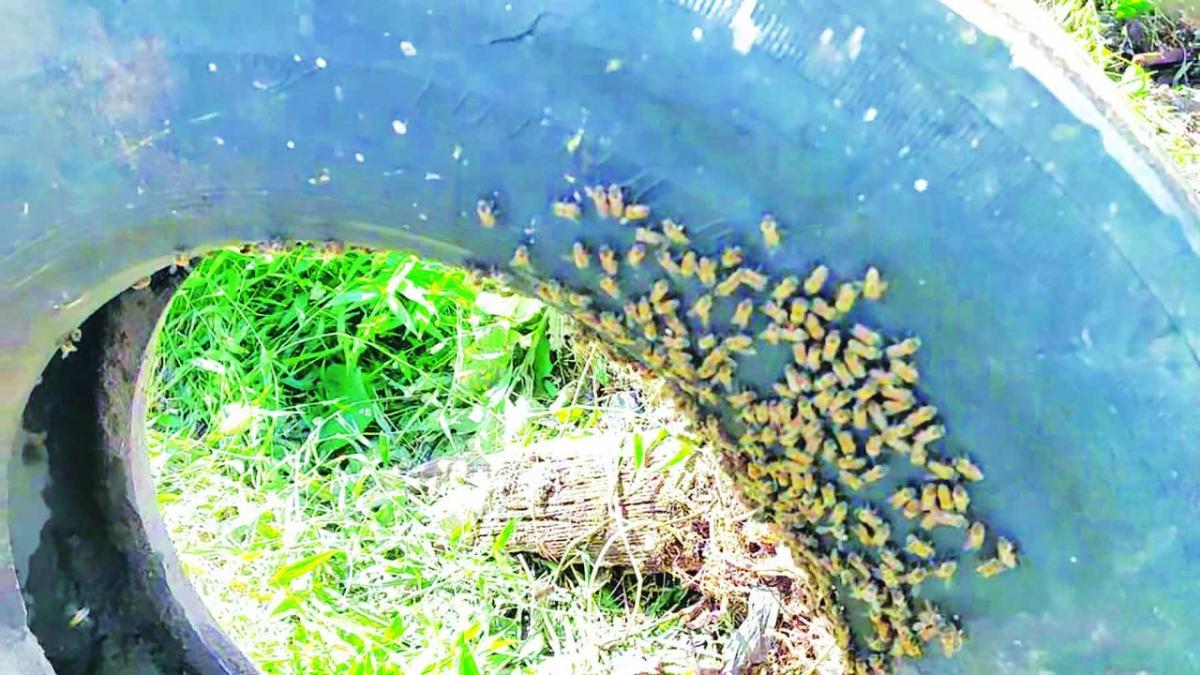 Students at Tutorial Academy Secondary School attacked by bees - Guyana ... Students at Tutorial Academy Secondary School attacked by bees - Guyana ...